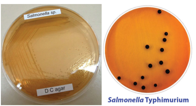 محیط کشت دی سی ای (DCA) | محیط کشت Deoxycholate Citrate Agar | کد مرک ...